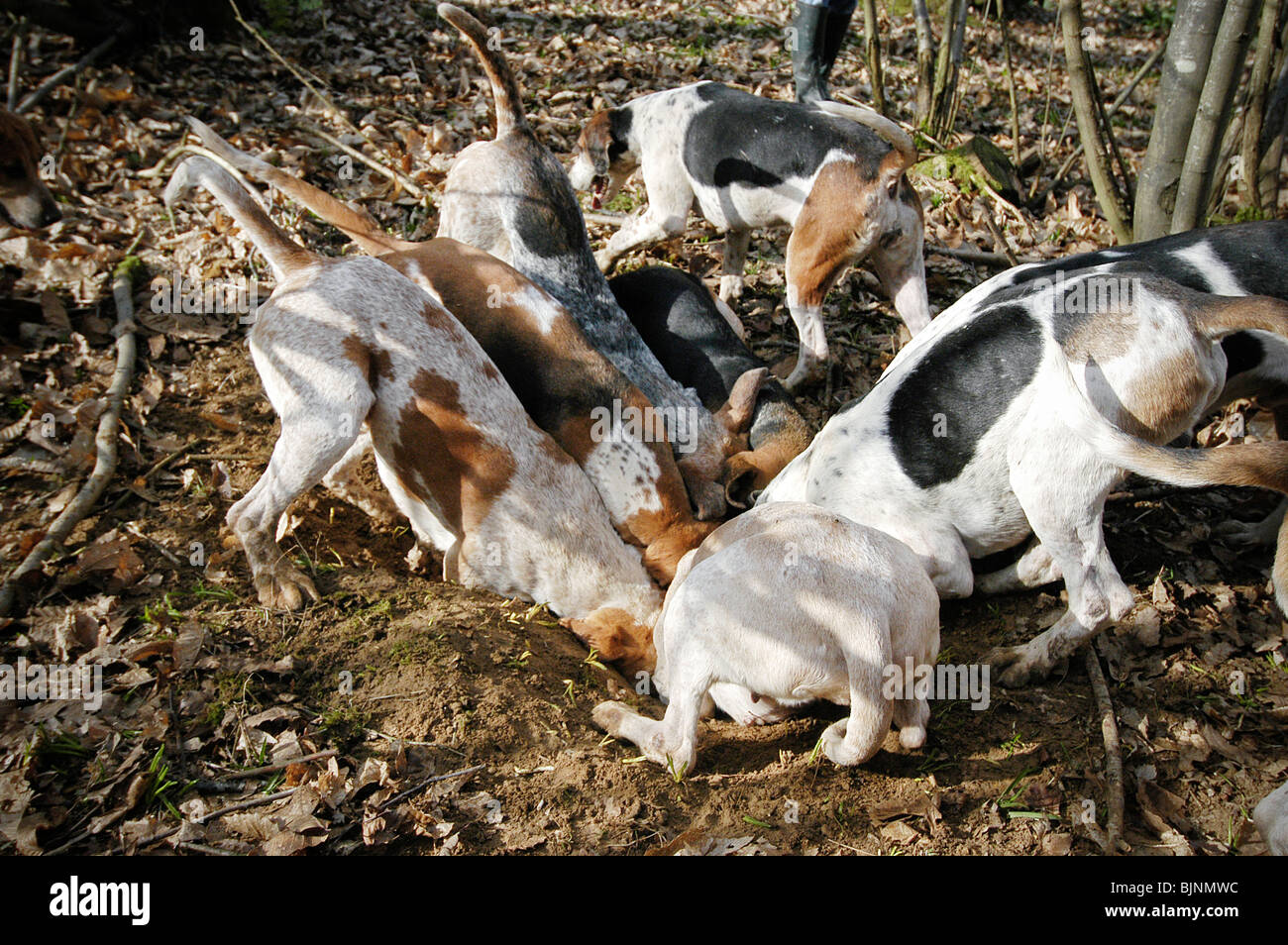 Fox hounds from the Southdown & Eridge Hunt, attempt to reach a fox ...