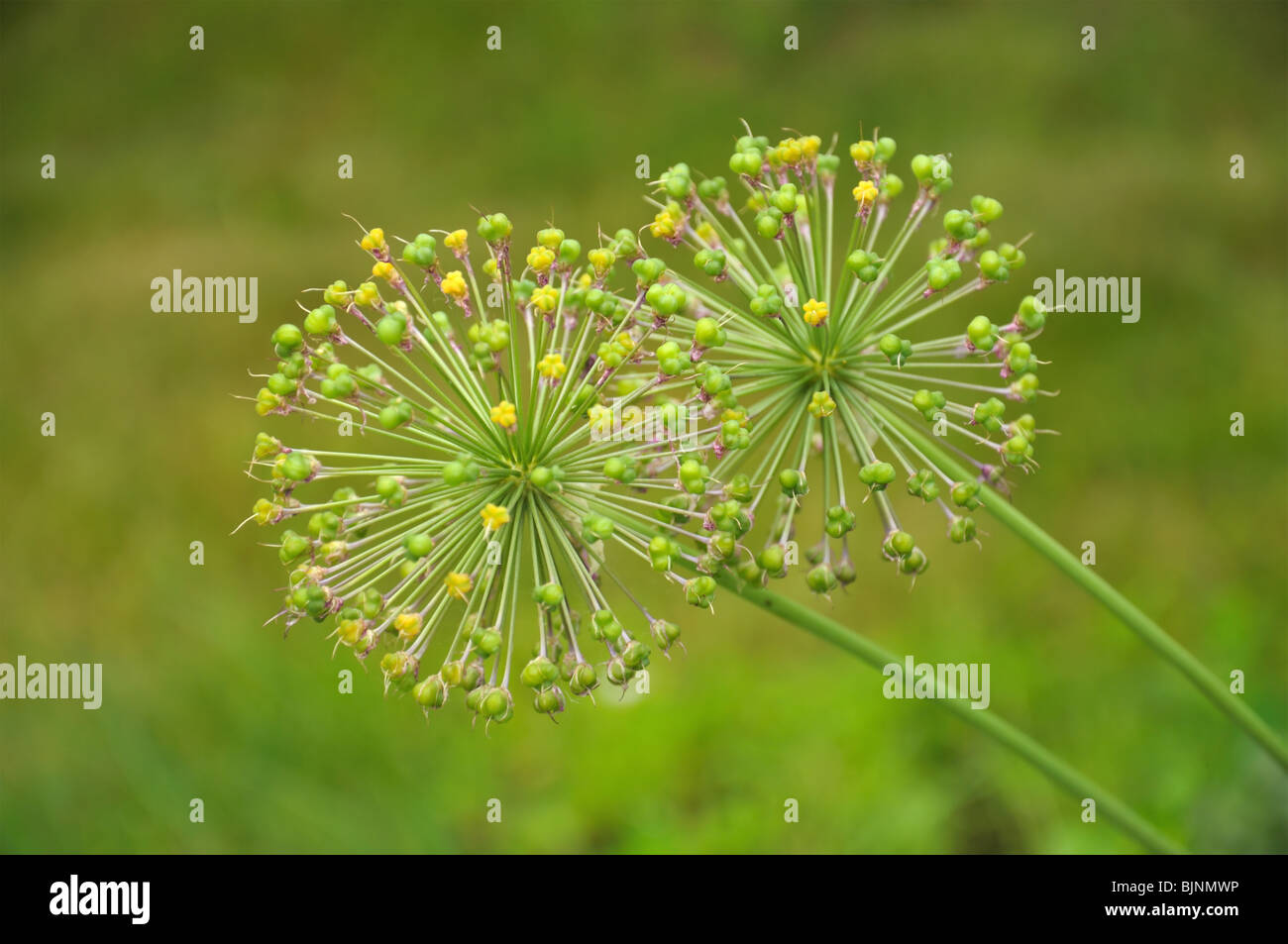 The close up image of the spherical flower at the blurred background ...