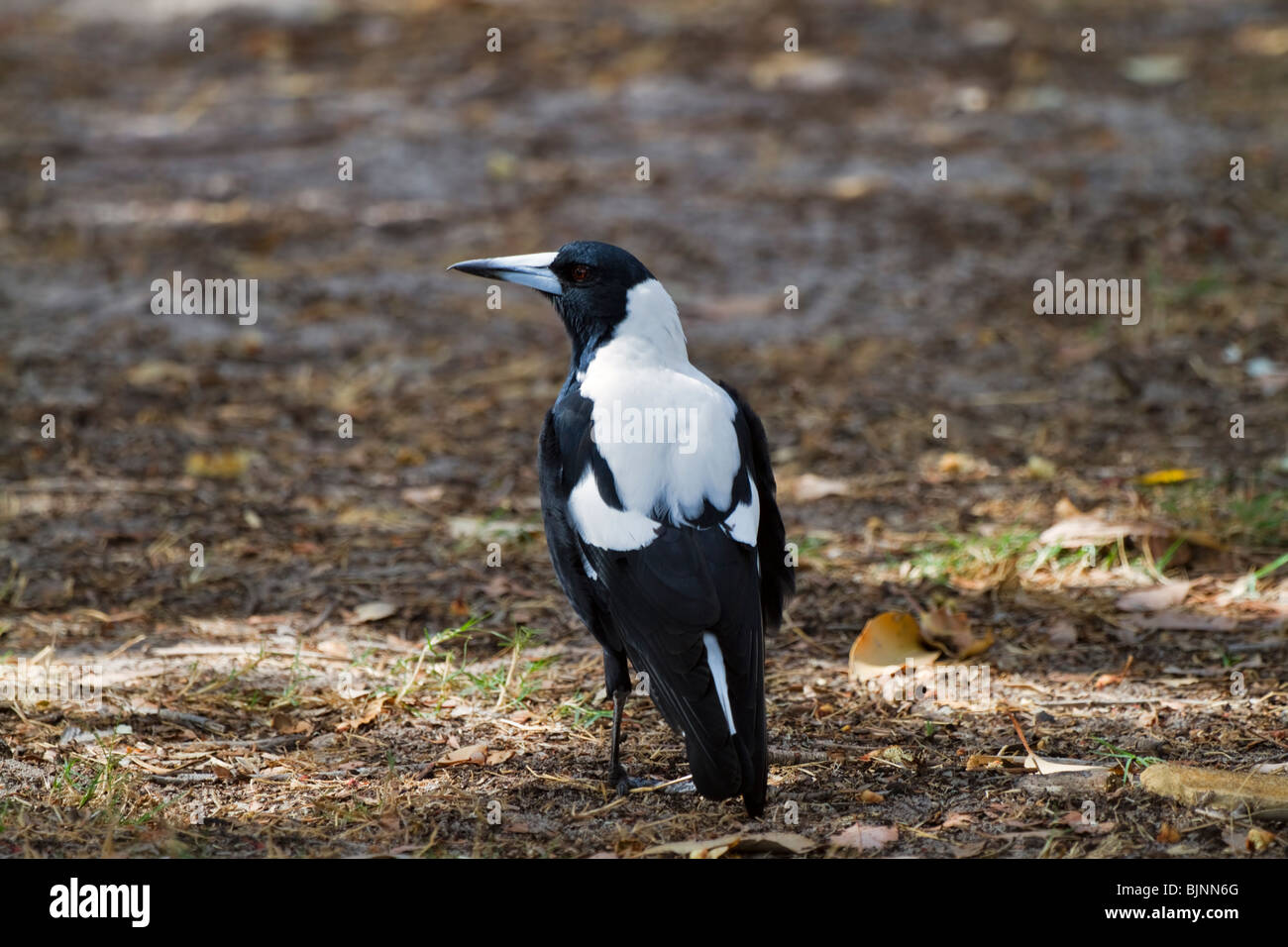 Magpies hi-res stock photography and images - Alamy