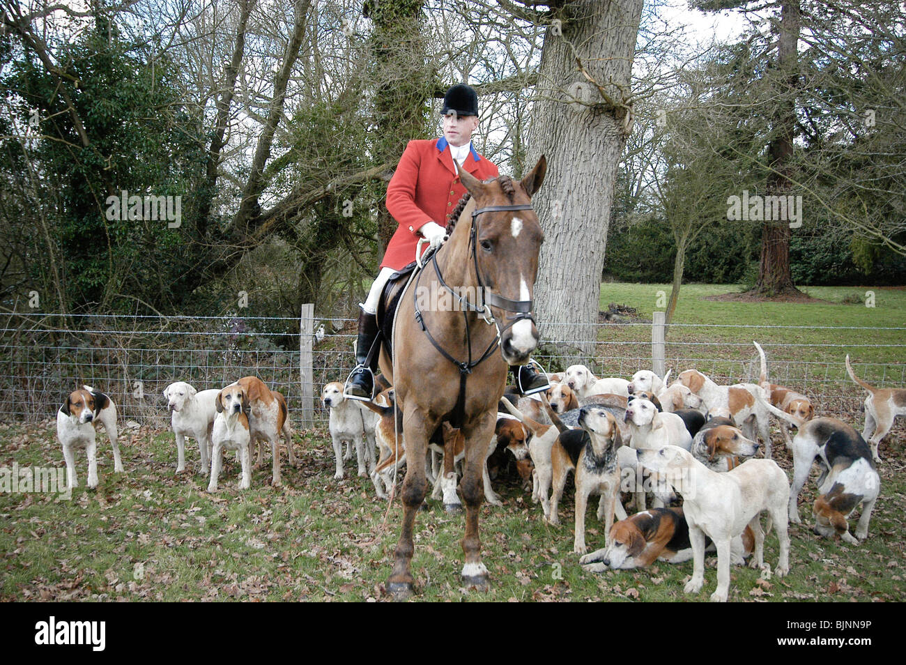 Fox hounds from the Southdown & Eridge Hunt ride out through Chailey ...