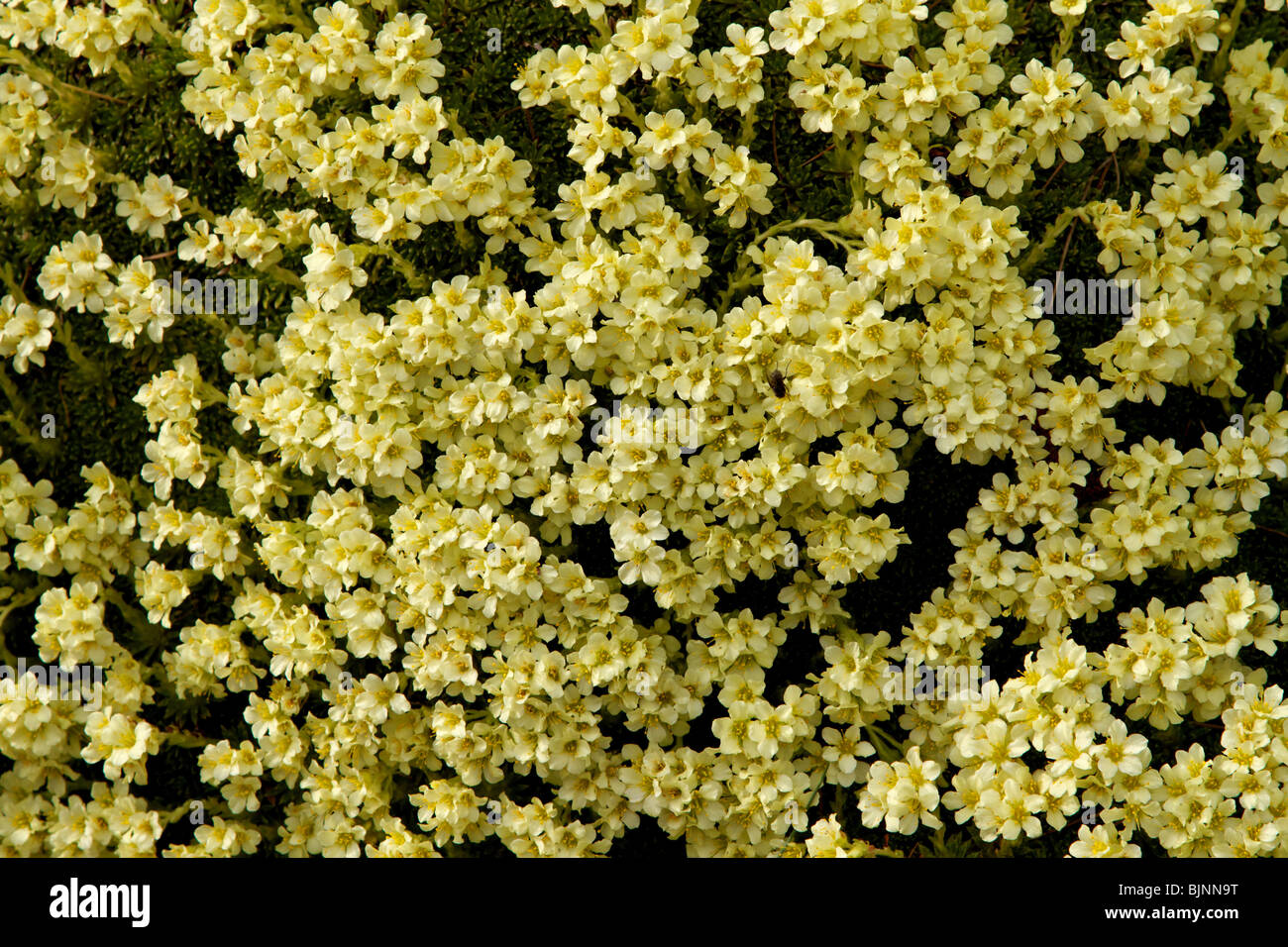 Profusion of flowers hi-res stock photography and images - Alamy