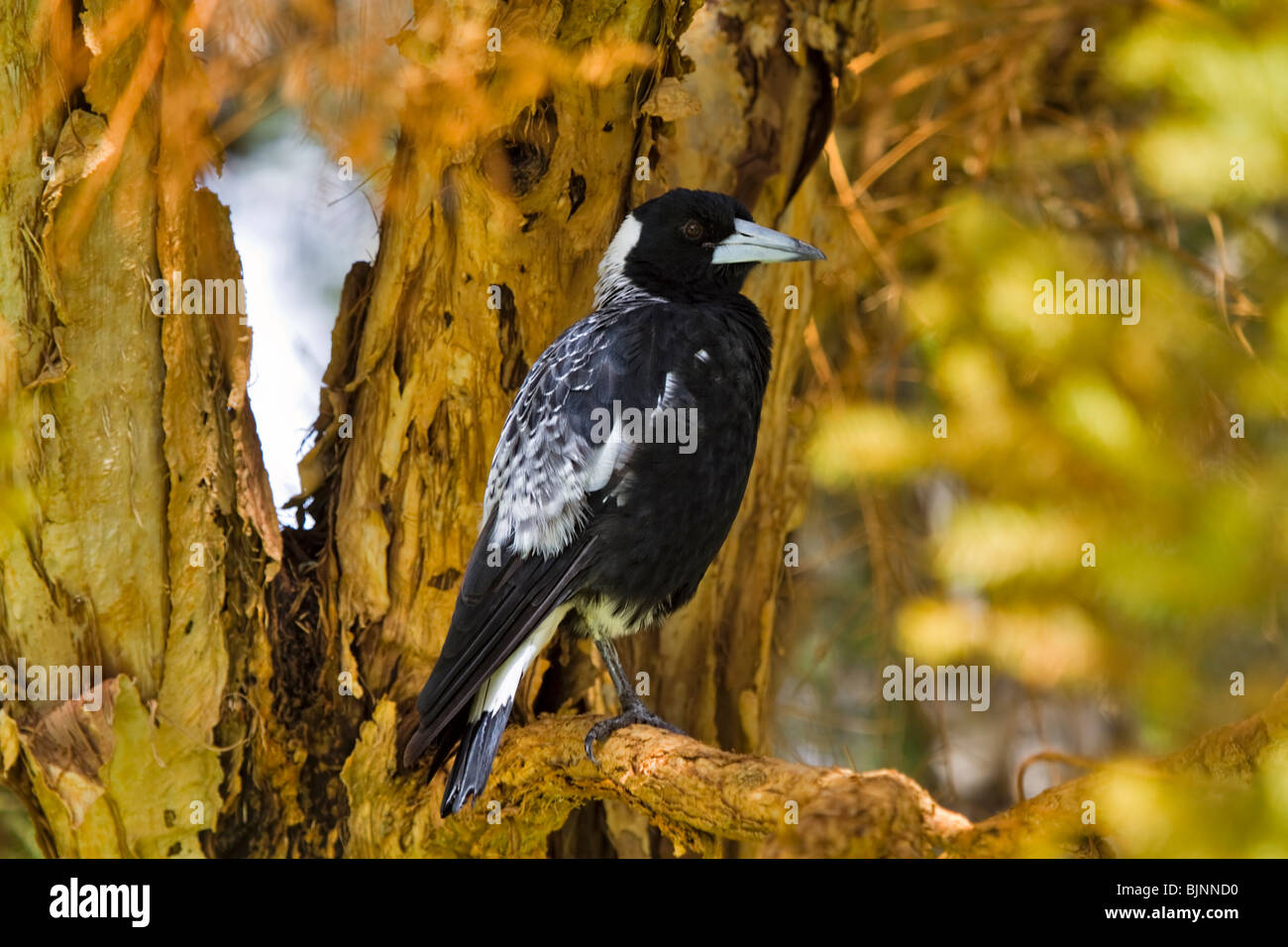 Australian magpies hi-res stock photography and images - Alamy