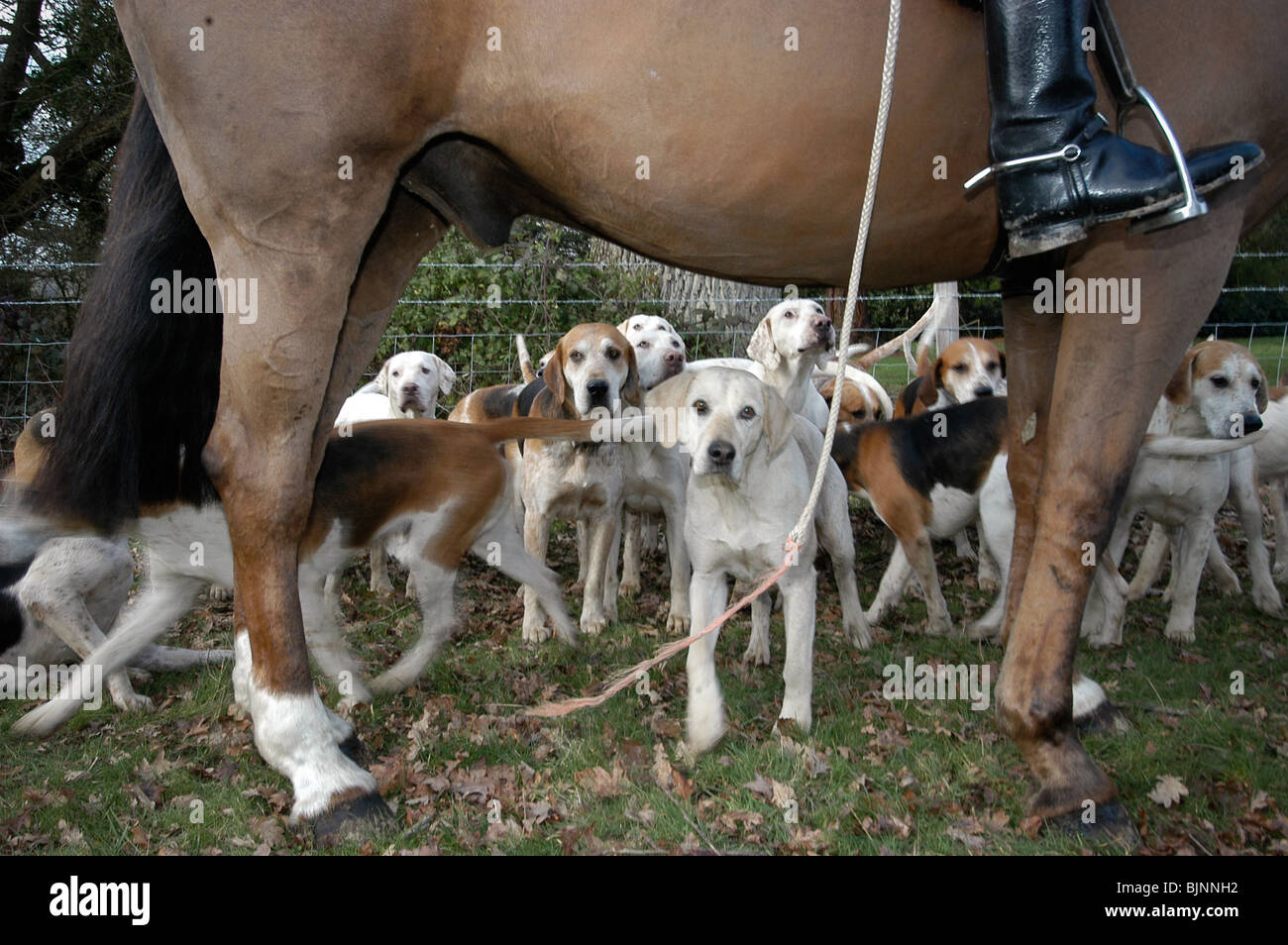 Fox hounds from the Southdown & Eridge Hunt ride out through Chailey ...