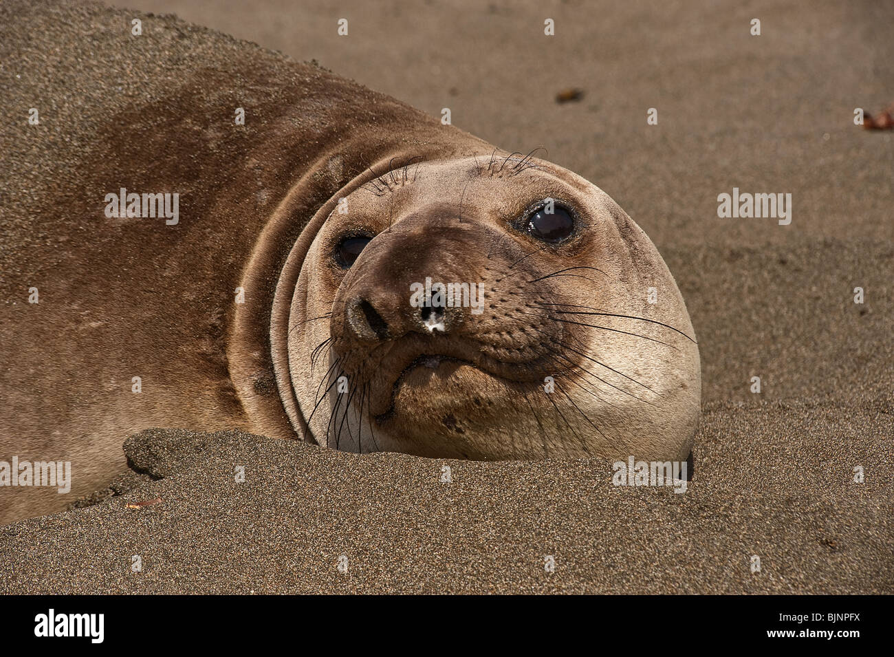 Northern Elephant Seal, mirounga angustirostris Stock Photo - Alamy