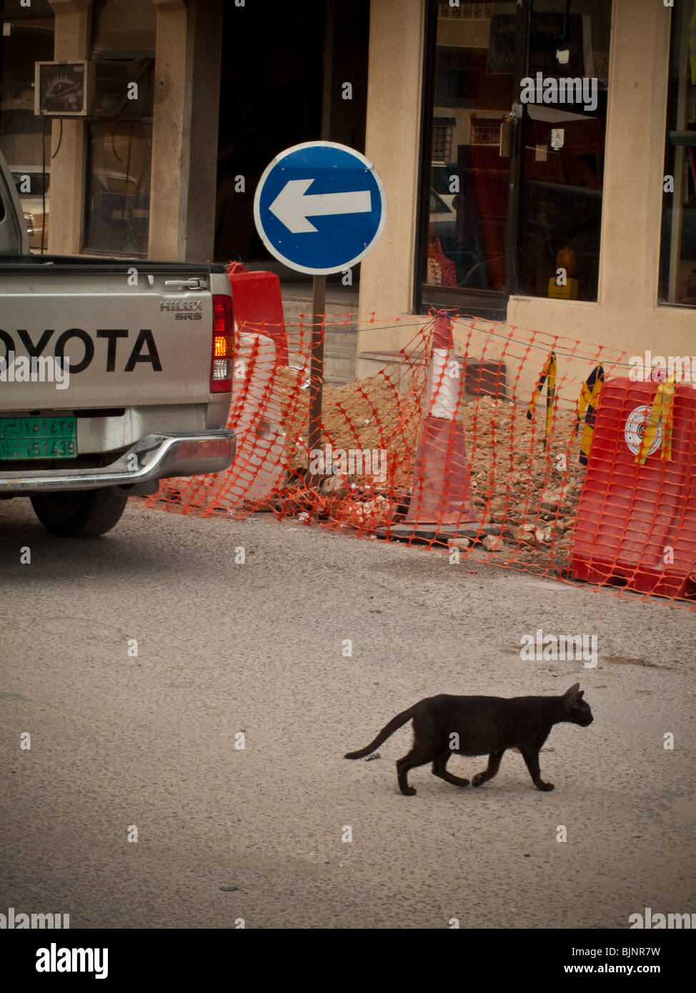 Cats of Doha Stock Photo - Alamy