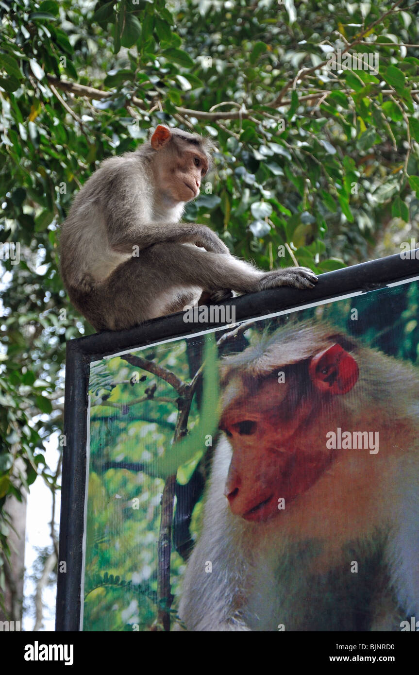 Bonnet Macaque monkeys in Kerala Wild Life Park, Kerala, South India ...