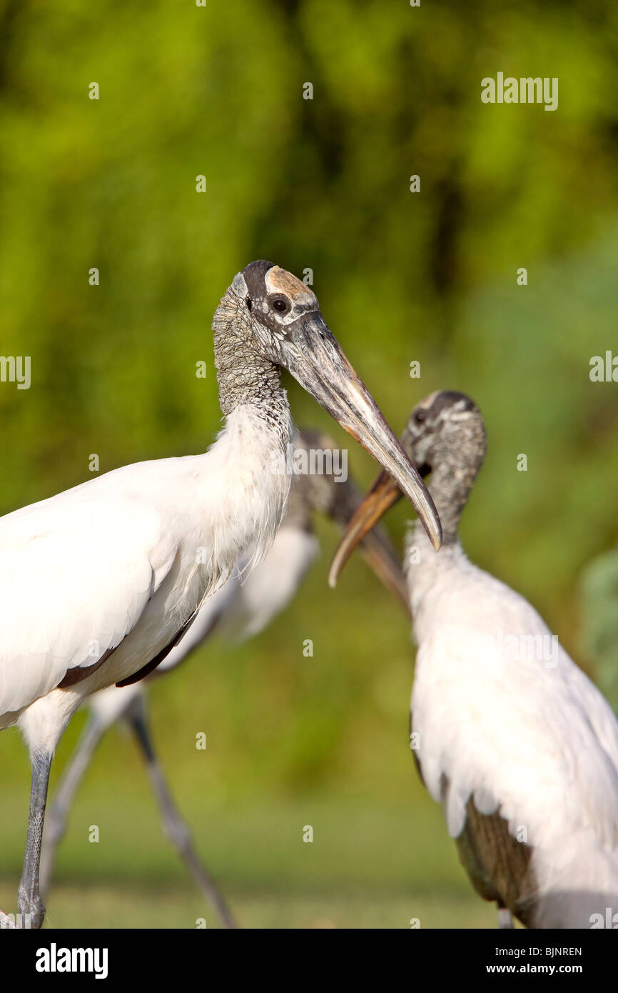 Wood Storks in Florida Stock Photo - Alamy