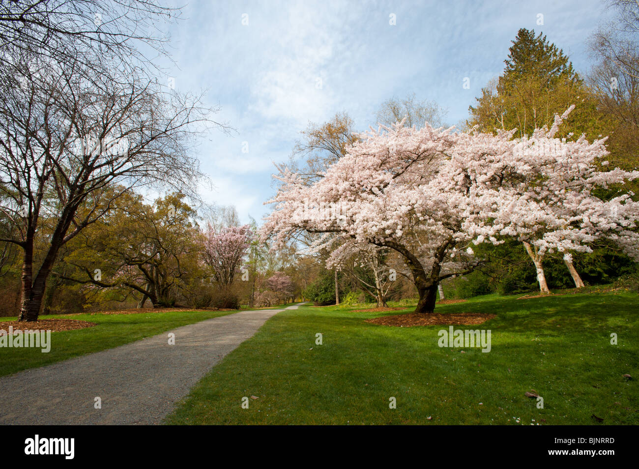 A blooming cherry tree by a path in a park at a sunny spring afternoon ...