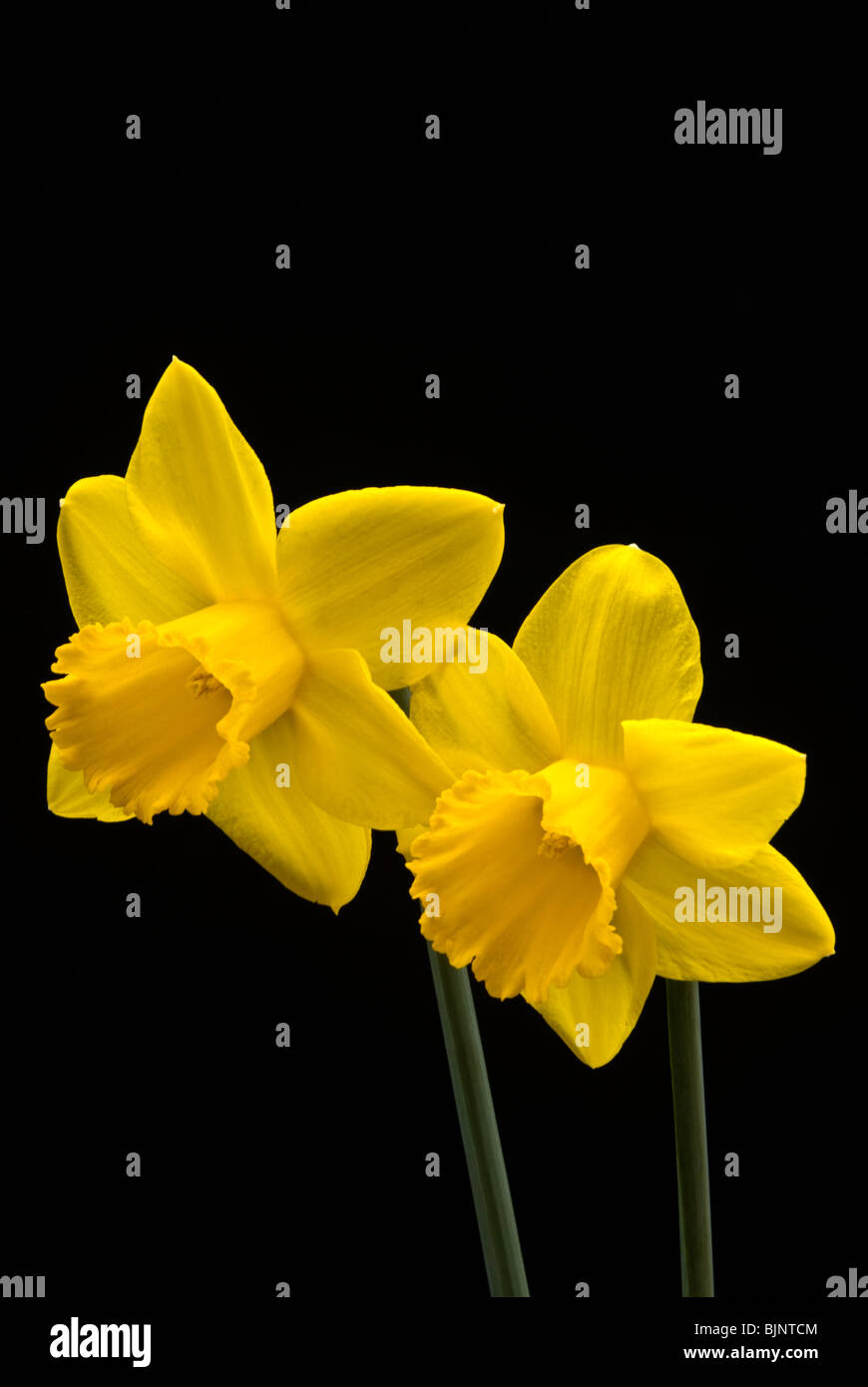 Two yellow daffodils Stock Photo - Alamy