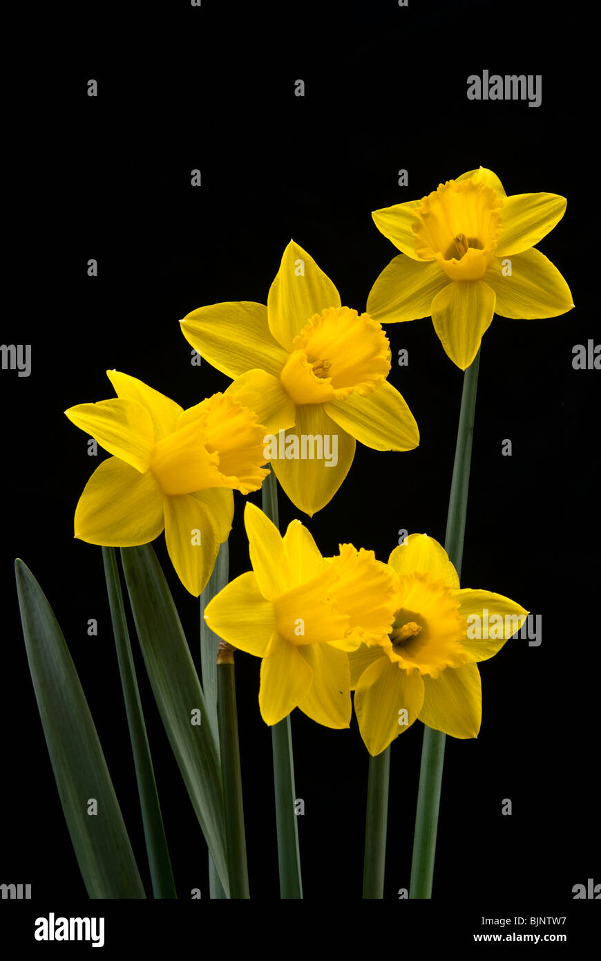 A bunch of daffodils Stock Photo - Alamy
