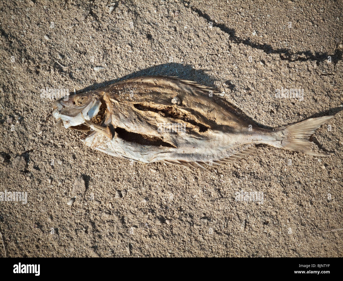 Wakra beach hi-res stock photography and images - Alamy