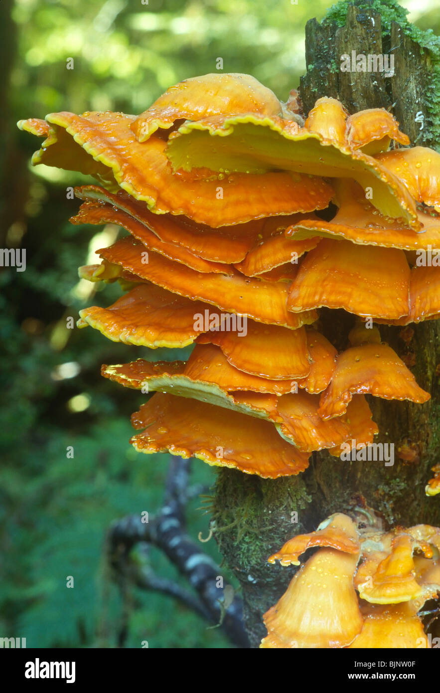 Chicken fungus Laetiporus sulphureus Stock Photo - Alamy