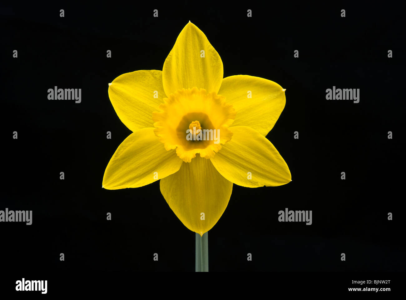 Single daffodil with black background Stock Photo - Alamy