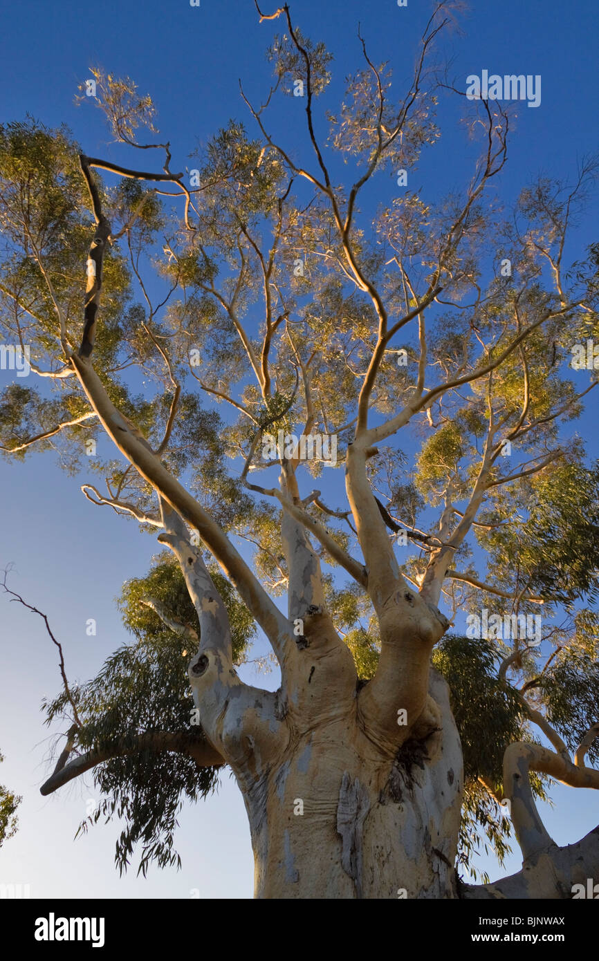 Huge Eucalyptus tree in Guildford, West Australia Stock Photo - Alamy