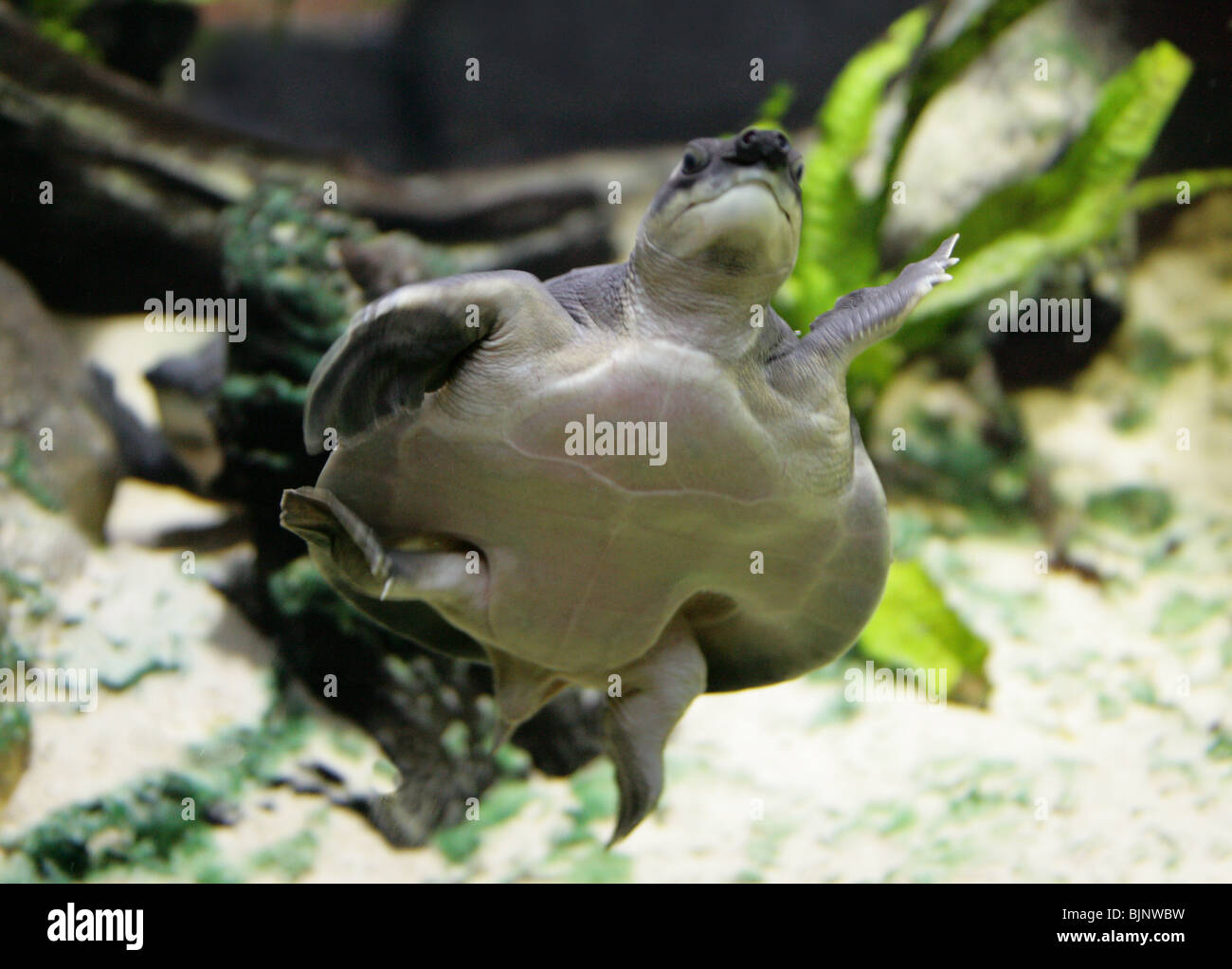 Fly River Turtle, Carettochelys insculpta, Carettochelyidae, Australia ...