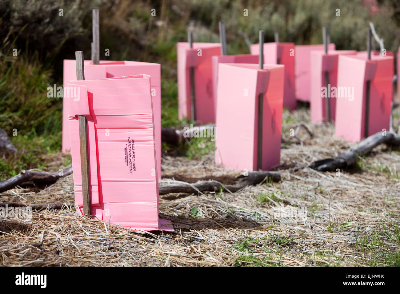 Tree planting australia hi-res stock photography and images - Alamy