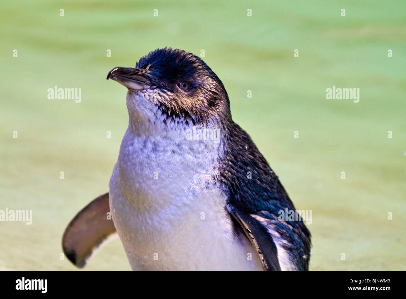 Little Penguin (Eudyptula minor Stock Photo - Alamy