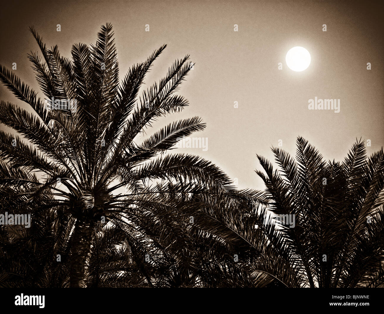 palm tree of Doha Qatar Stock Photo - Alamy