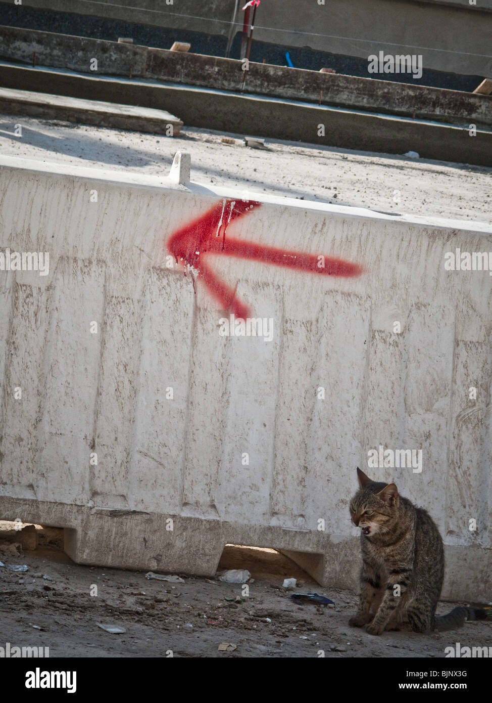 Cats of Doha Stock Photo - Alamy
