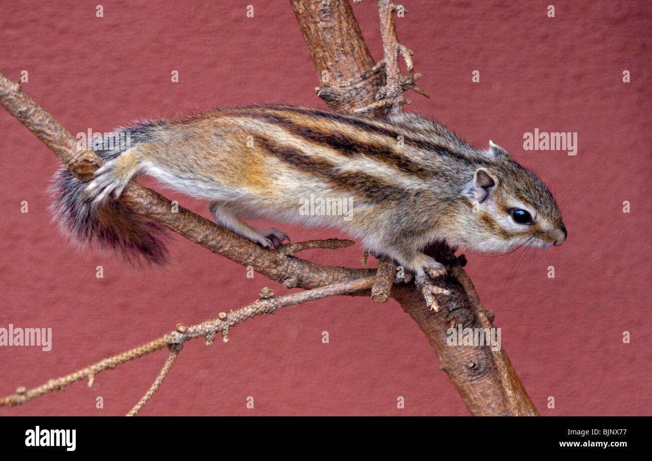 Siberian chipmunks hi-res stock photography and images - Alamy