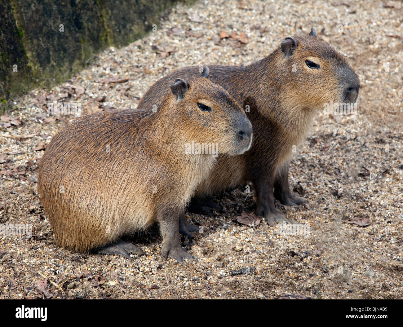 Capybara hi-res stock photography and images - Alamy