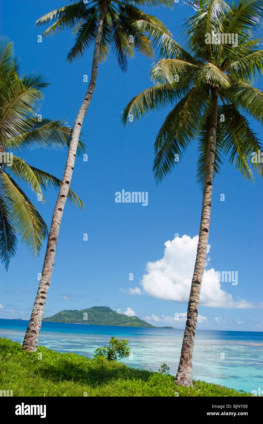 Palm trees in chuuk micronesia hi-res stock photography and images - Alamy