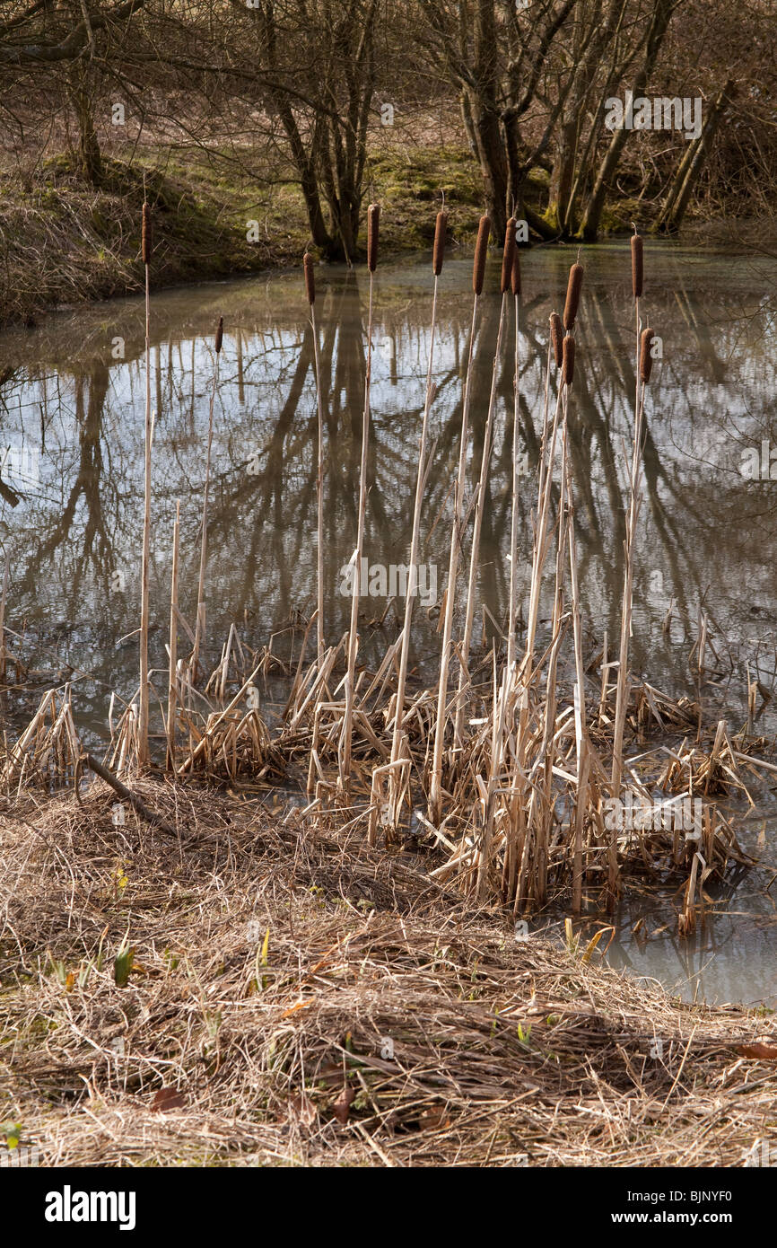 Farm ponds hi-res stock photography and images - Alamy