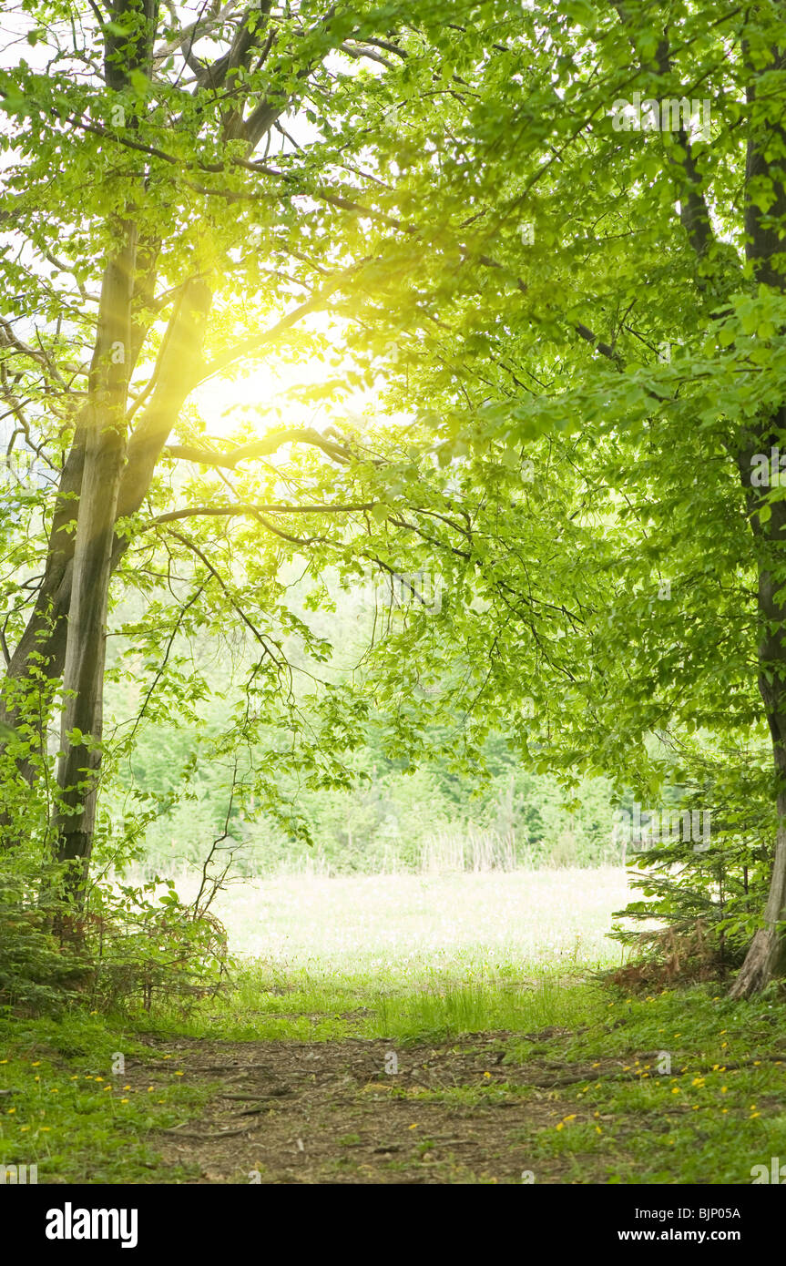 Sunlight on leaves tree hi-res stock photography and images - Alamy
