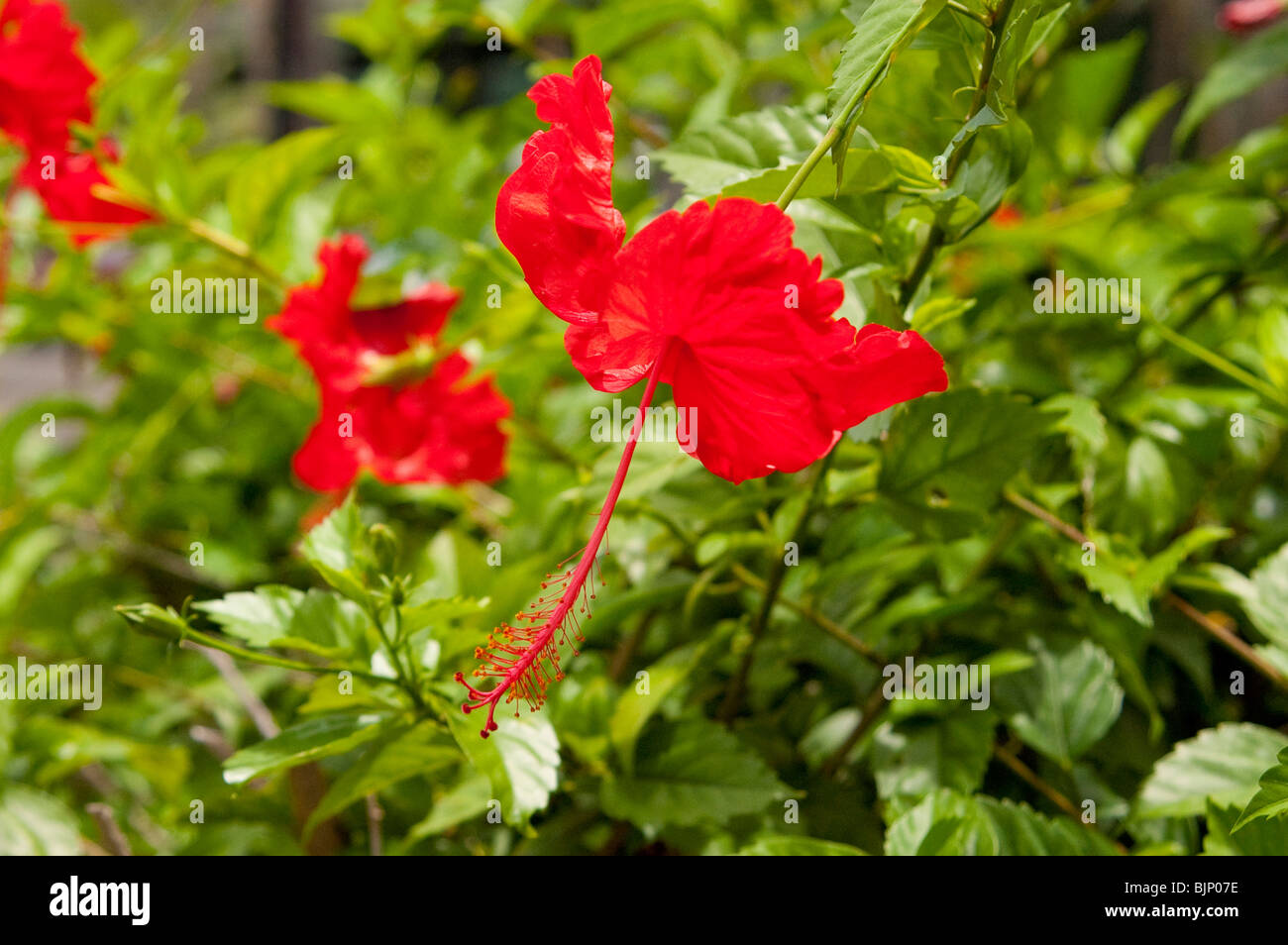 Flower micronesia hi-res stock photography and images - Alamy