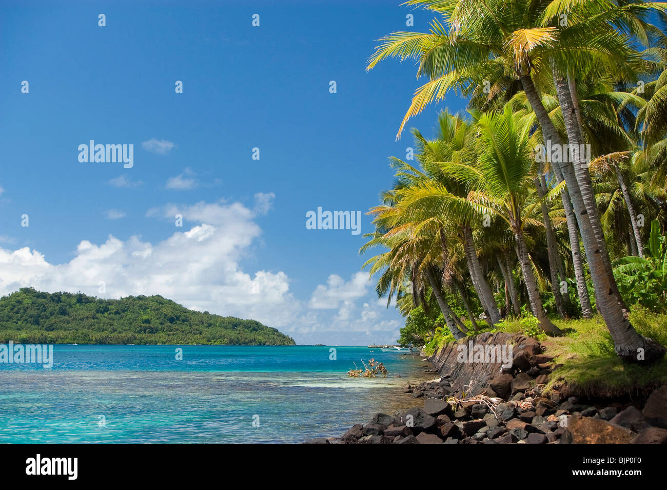 Palm Trees in Chuuk, Micronesia Stock Photo - Alamy
