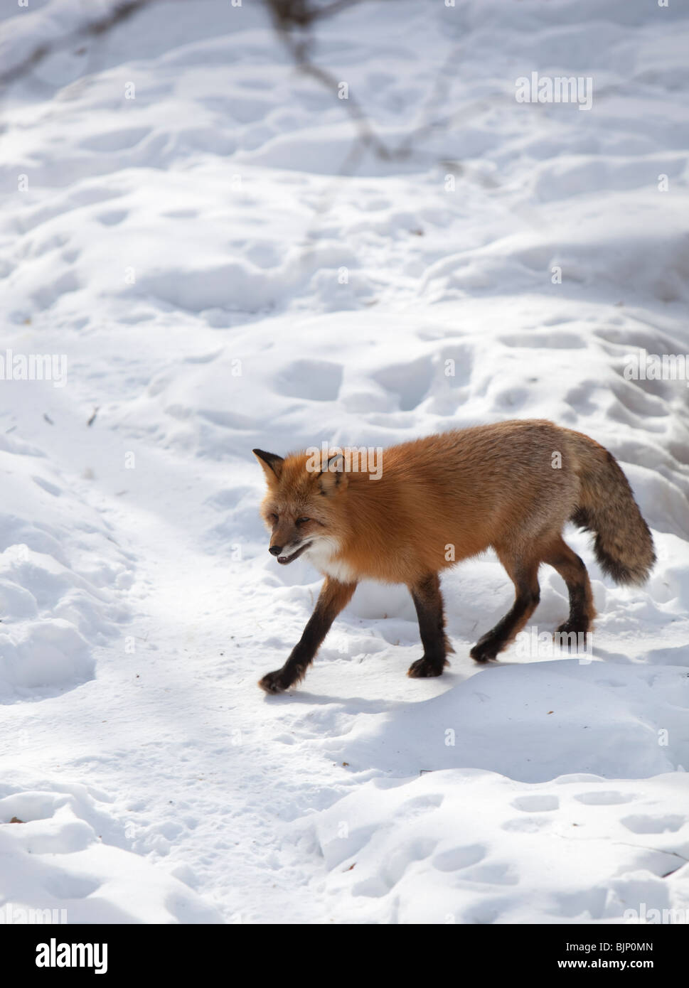 Side profile red fox vulpes hi-res stock photography and images - Alamy