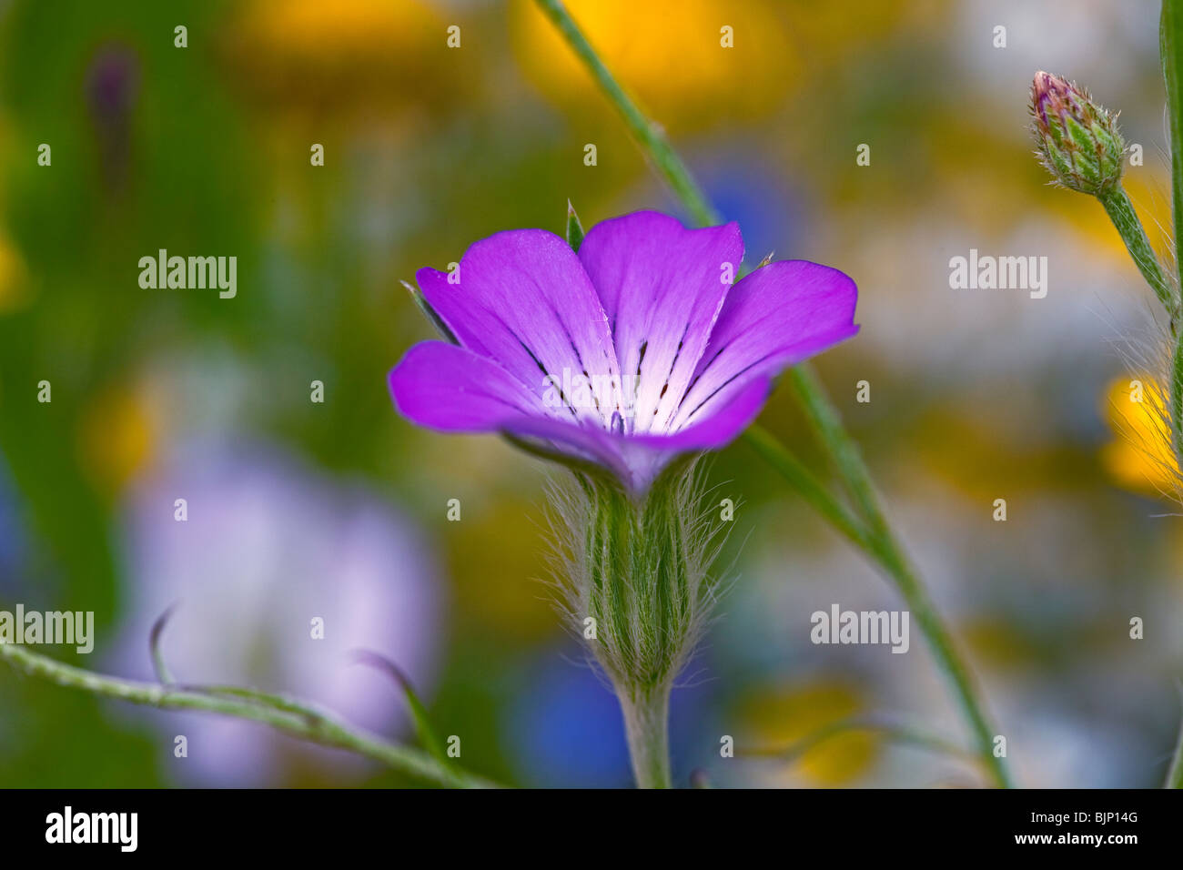 Common corncockle hi-res stock photography and images - Alamy