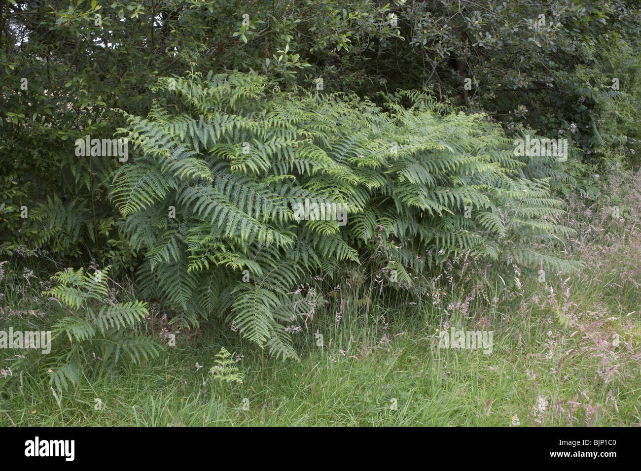 Pteridium aquilinum uk hi-res stock photography and images - Alamy