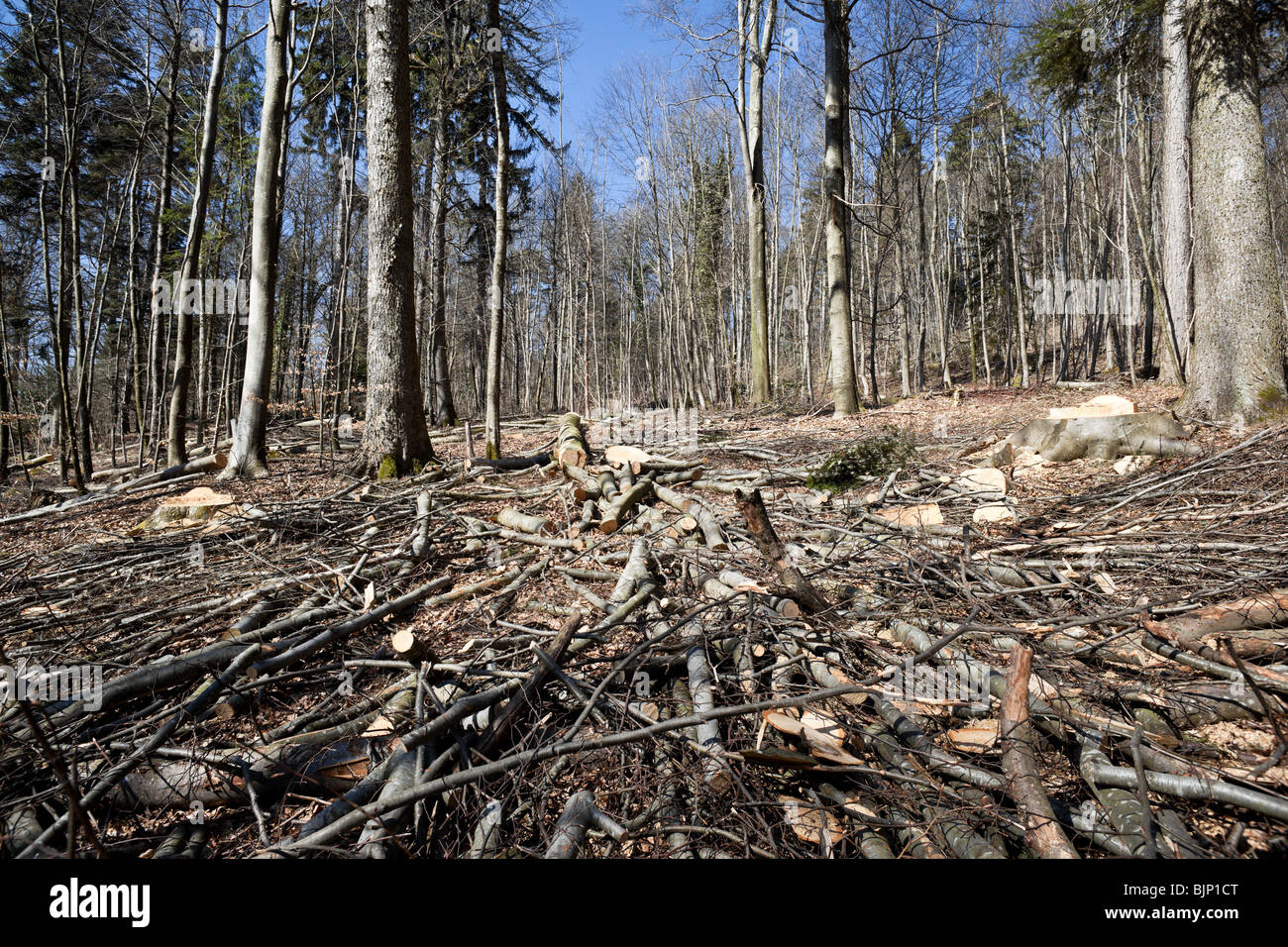 Sustainable logging in Switzerland. Charles Lupica Stock Photo - Alamy