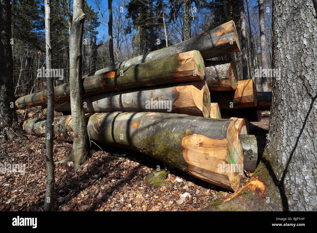 A stack of logs in a managed forest, sustainable logging in Switzerland ...