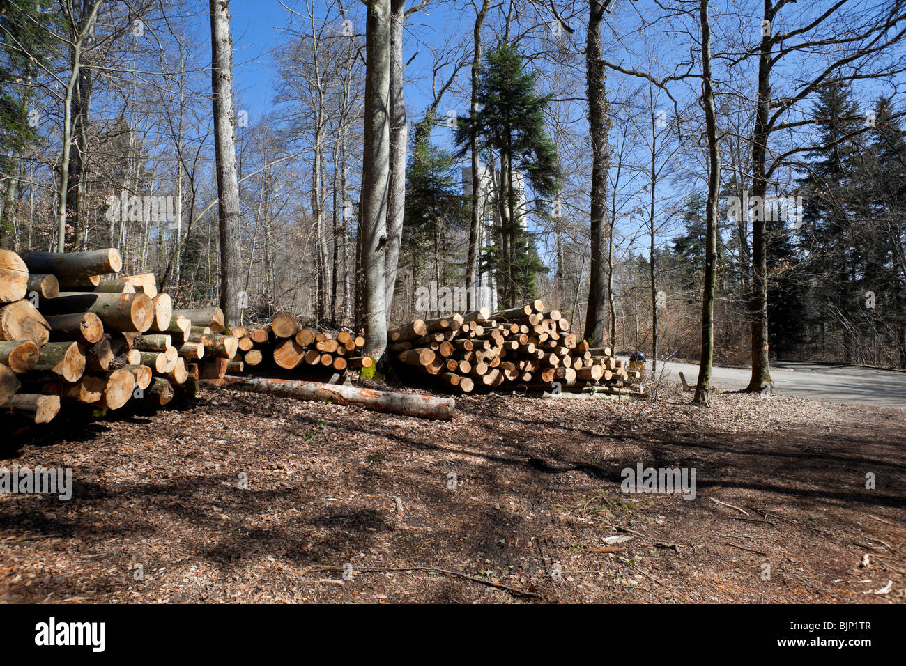 Sustainable forestry hi-res stock photography and images - Alamy