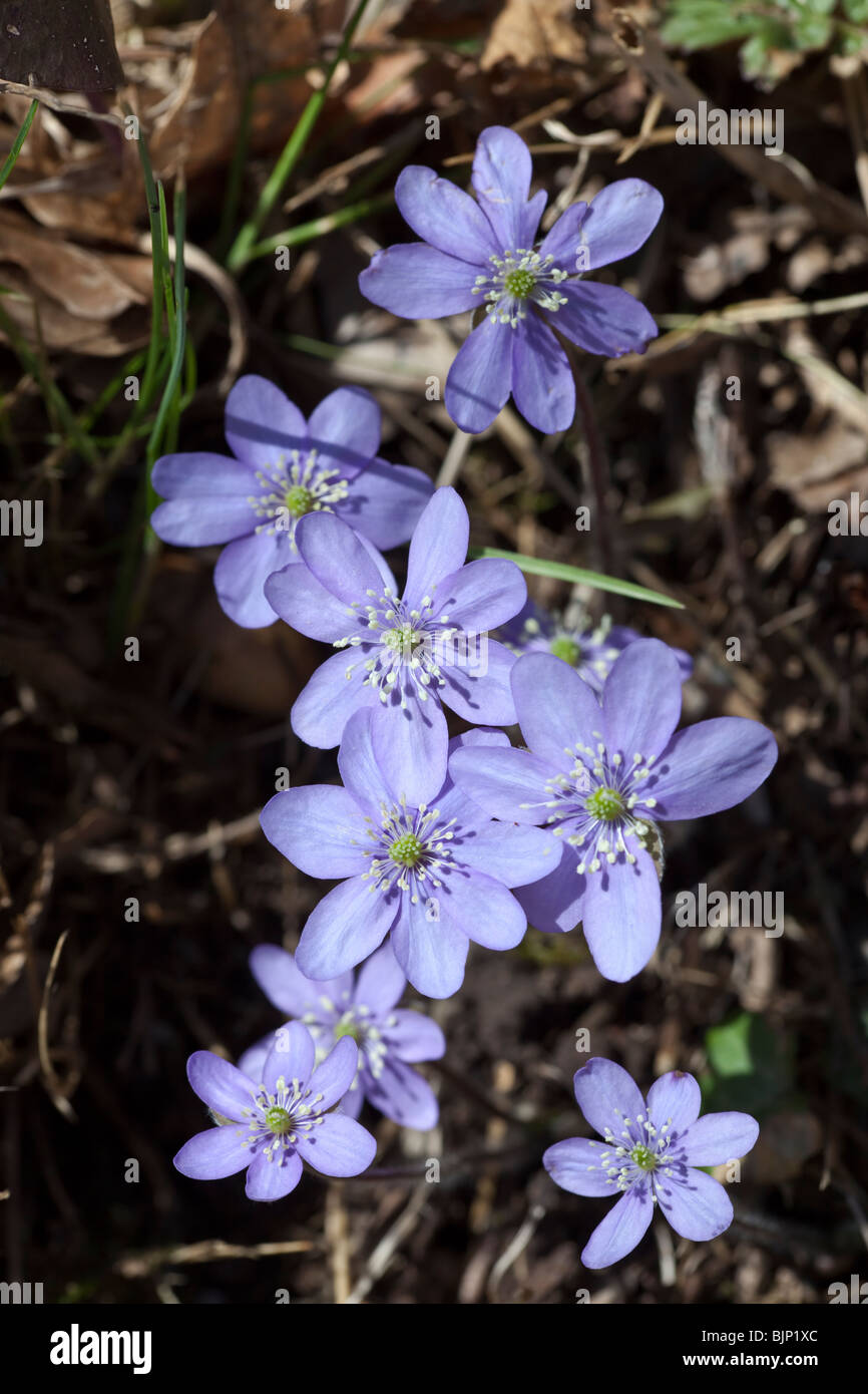 Herbaceous perennial plant Hepatica nobilis of the family Ranunculaceae ...