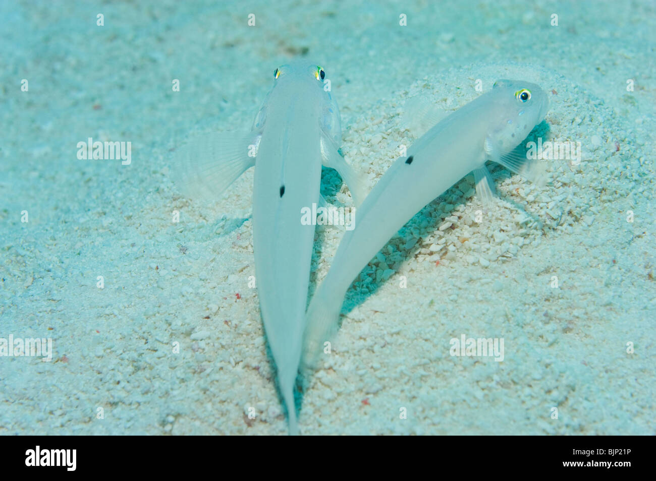 Goby fish, underwater view Stock Photo - Alamy