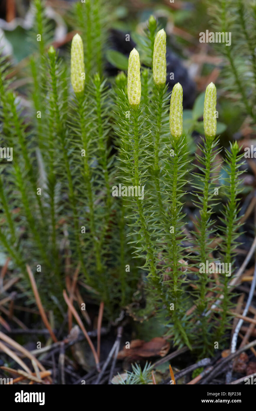 Stiff clubmoss lycopodium annotinum hi-res stock photography and images ...
