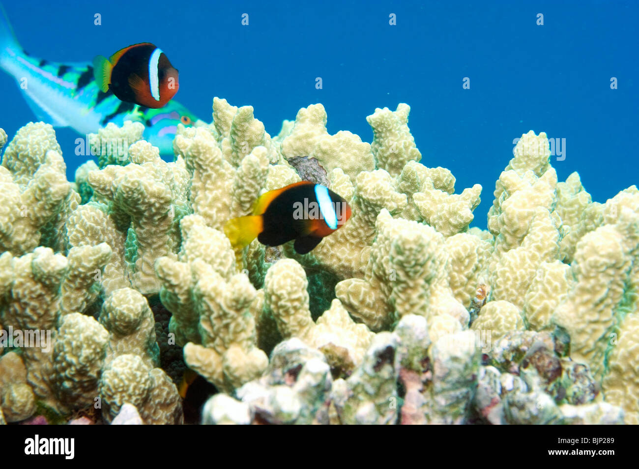 Anemone Fish in Chuuk, Micronesia Stock Photo - Alamy