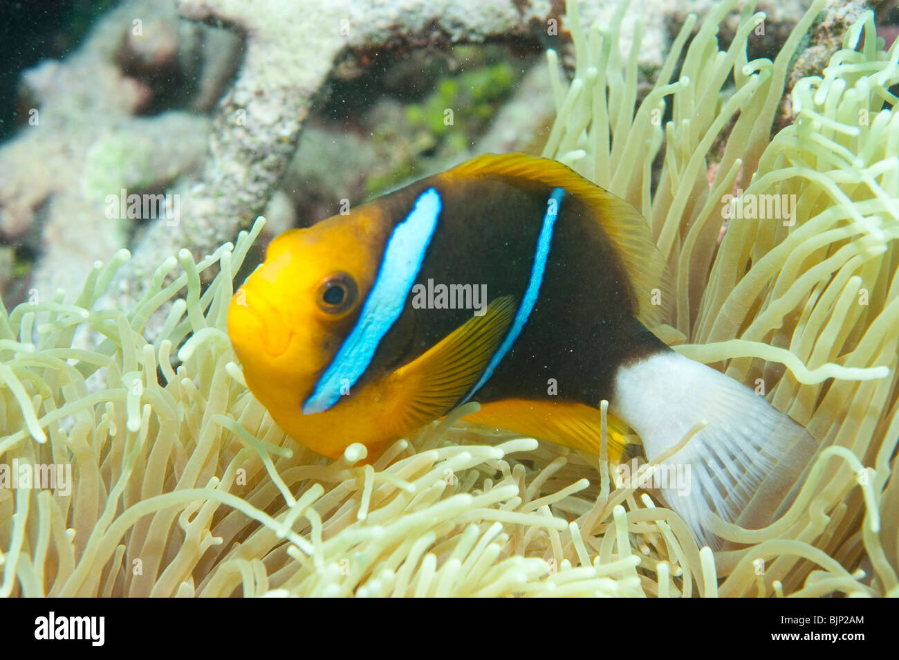 Anemone Fish in Chuuk, Micronesia Stock Photo - Alamy