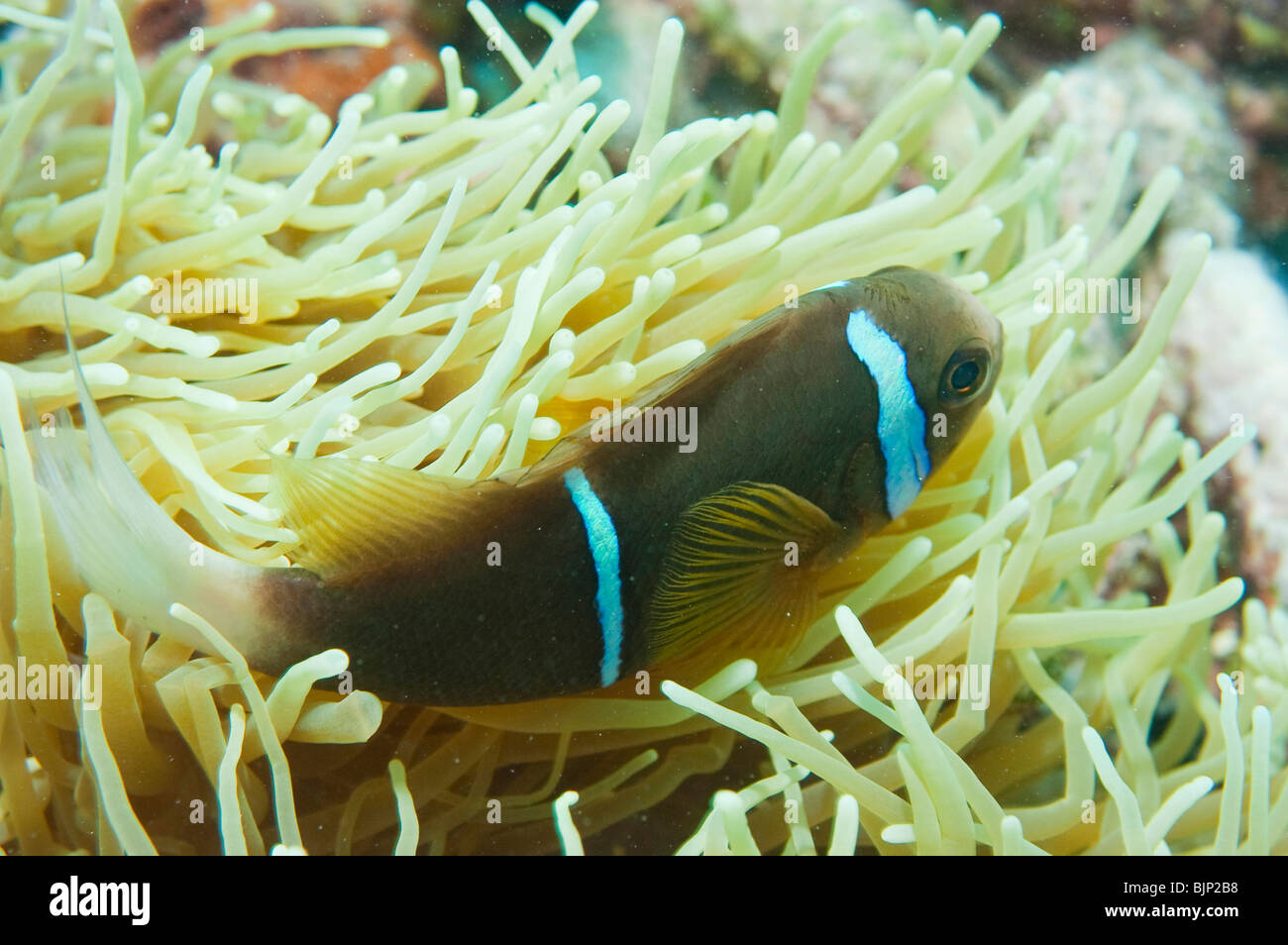 Anemone Fish in Chuuk, Micronesia Stock Photo - Alamy