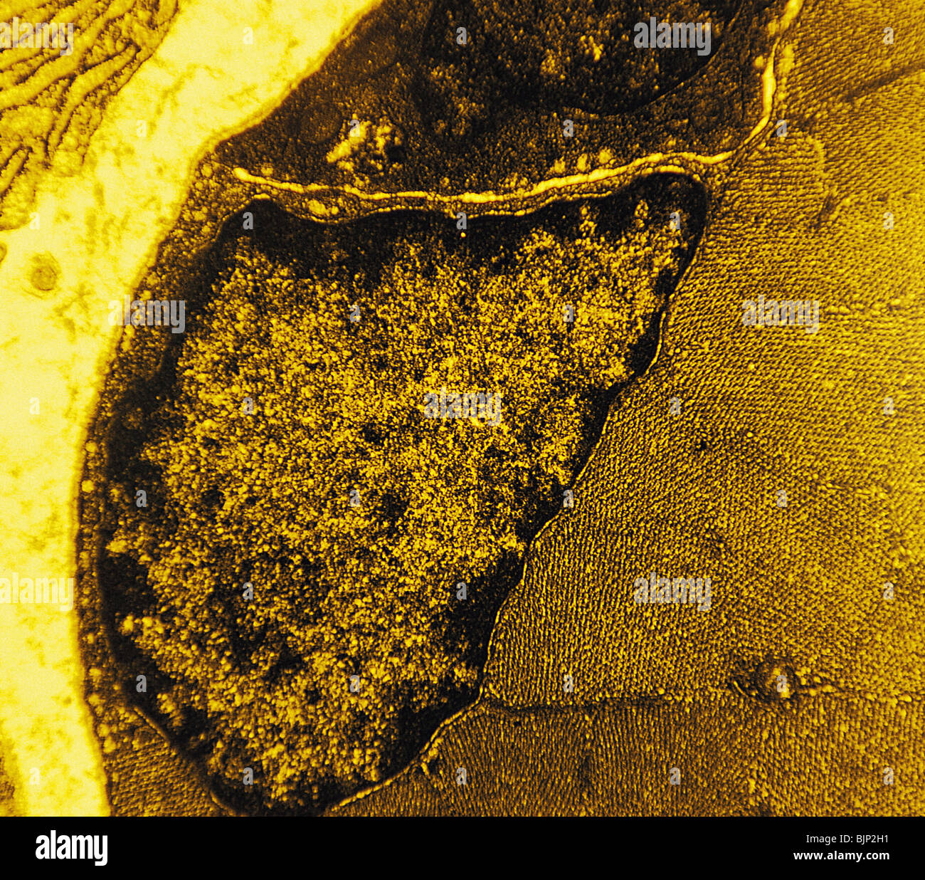 Electron microscopy human cell hi-res stock photography and images - Alamy