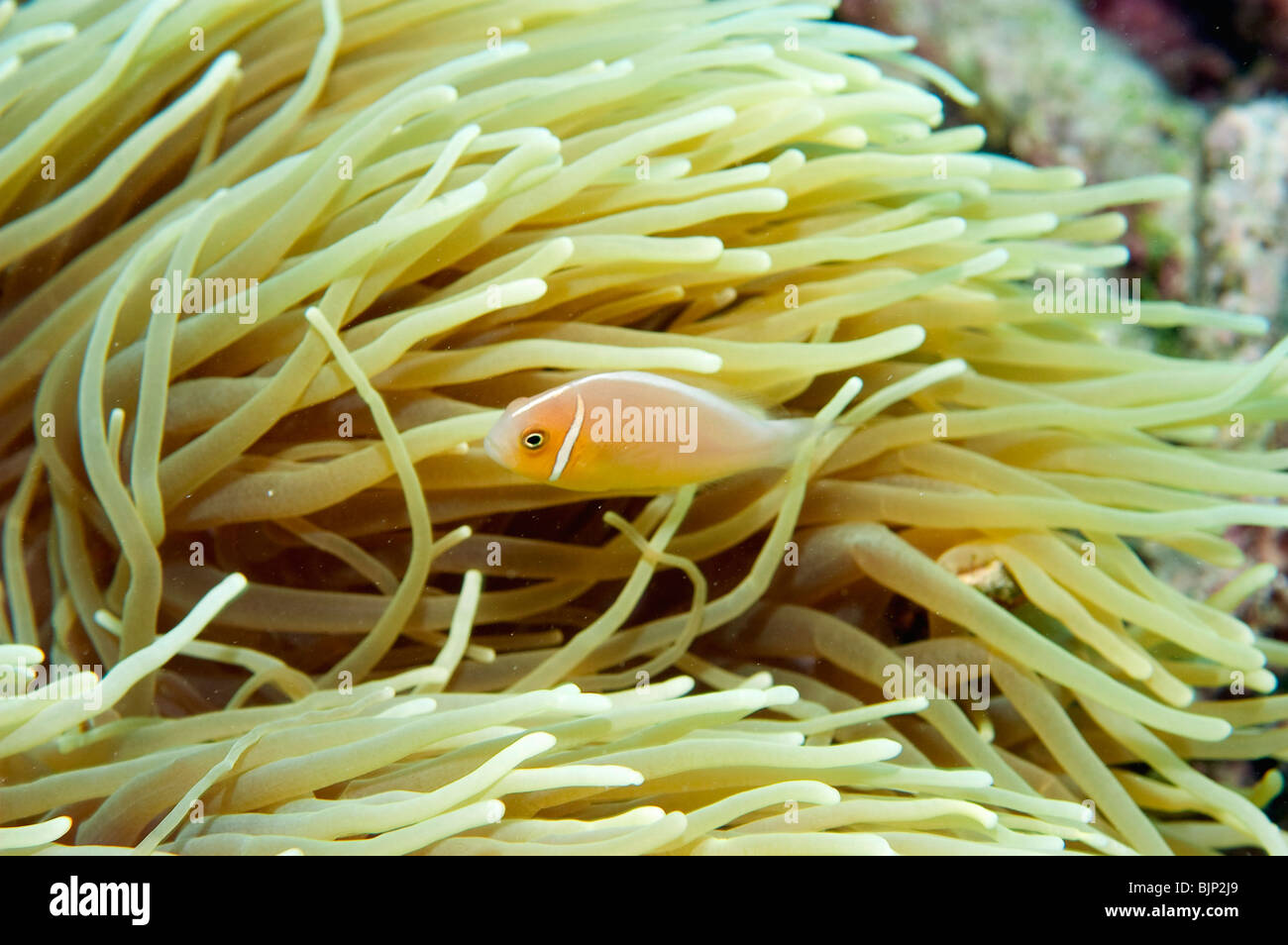 Anemone Fish in Chuuk, Micronesia Stock Photo - Alamy