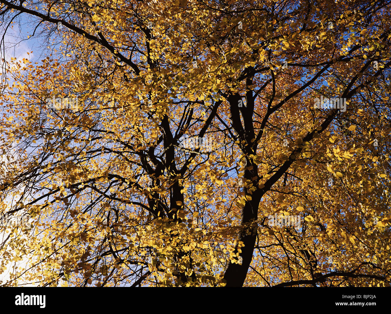 English forest hi-res stock photography and images - Alamy