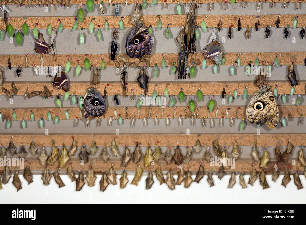 Butterflies hatching from pupae at a butterfly farm Stock Photo - Alamy