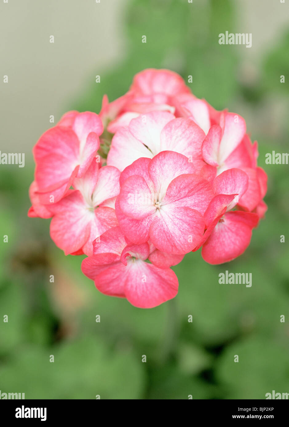 Geranium type hi-res stock photography and images - Alamy