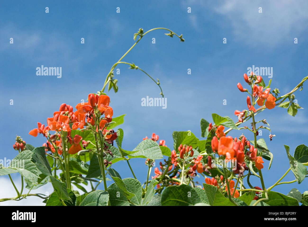 Runner bean flowers Stock Photo - Alamy