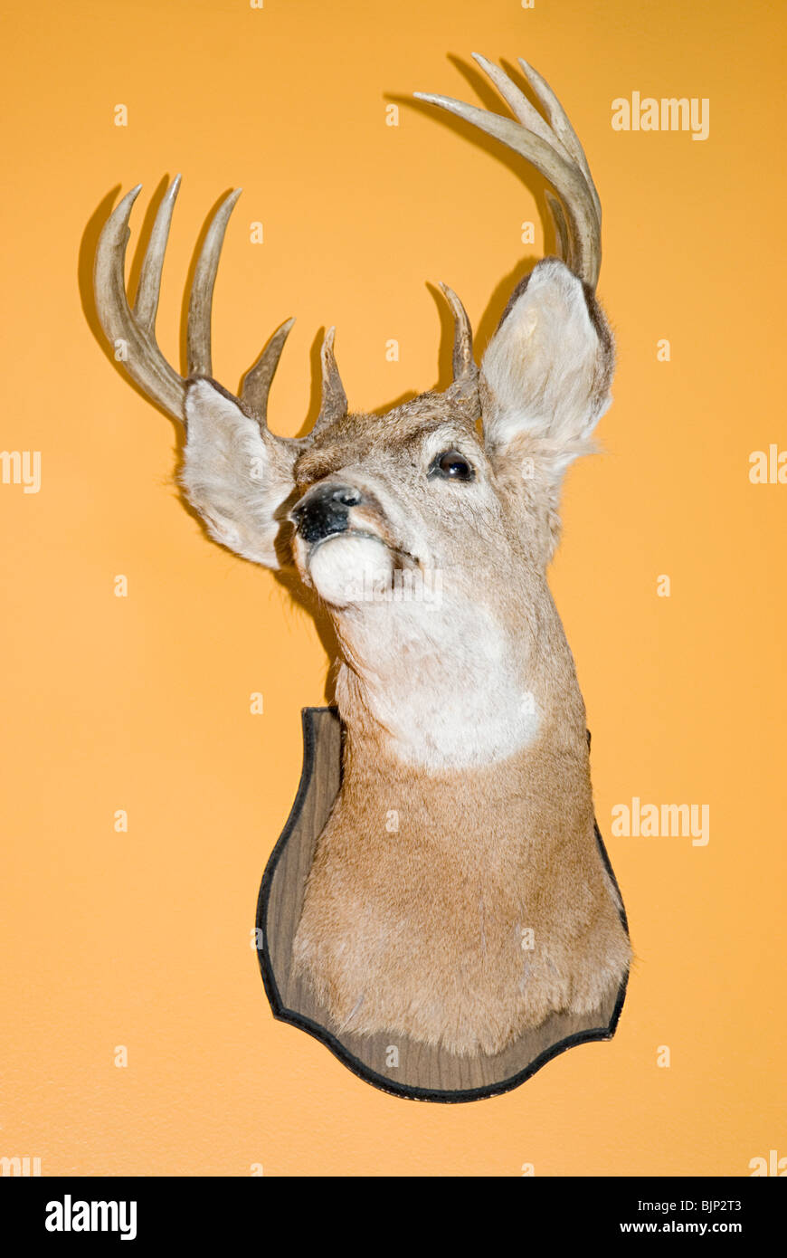 Stag head hi-res stock photography and images - Alamy