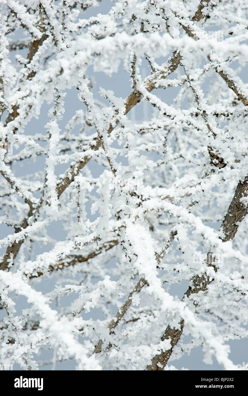 Snow on branches Stock Photo - Alamy